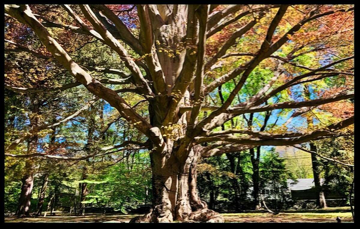 Art Town: Beechwood Arts amazes and delights the community