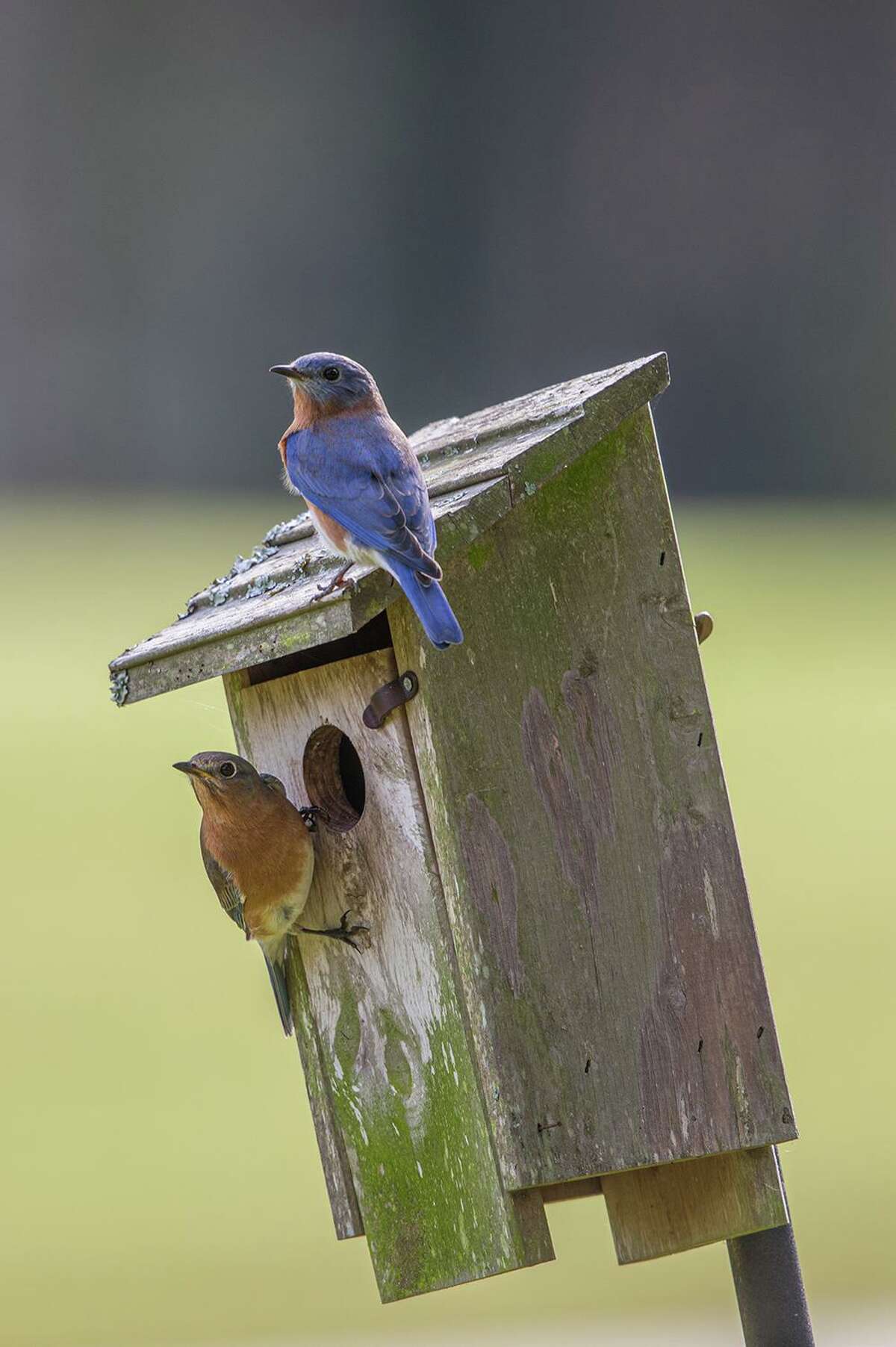 Lights out could save songbirds from slamming into your windows