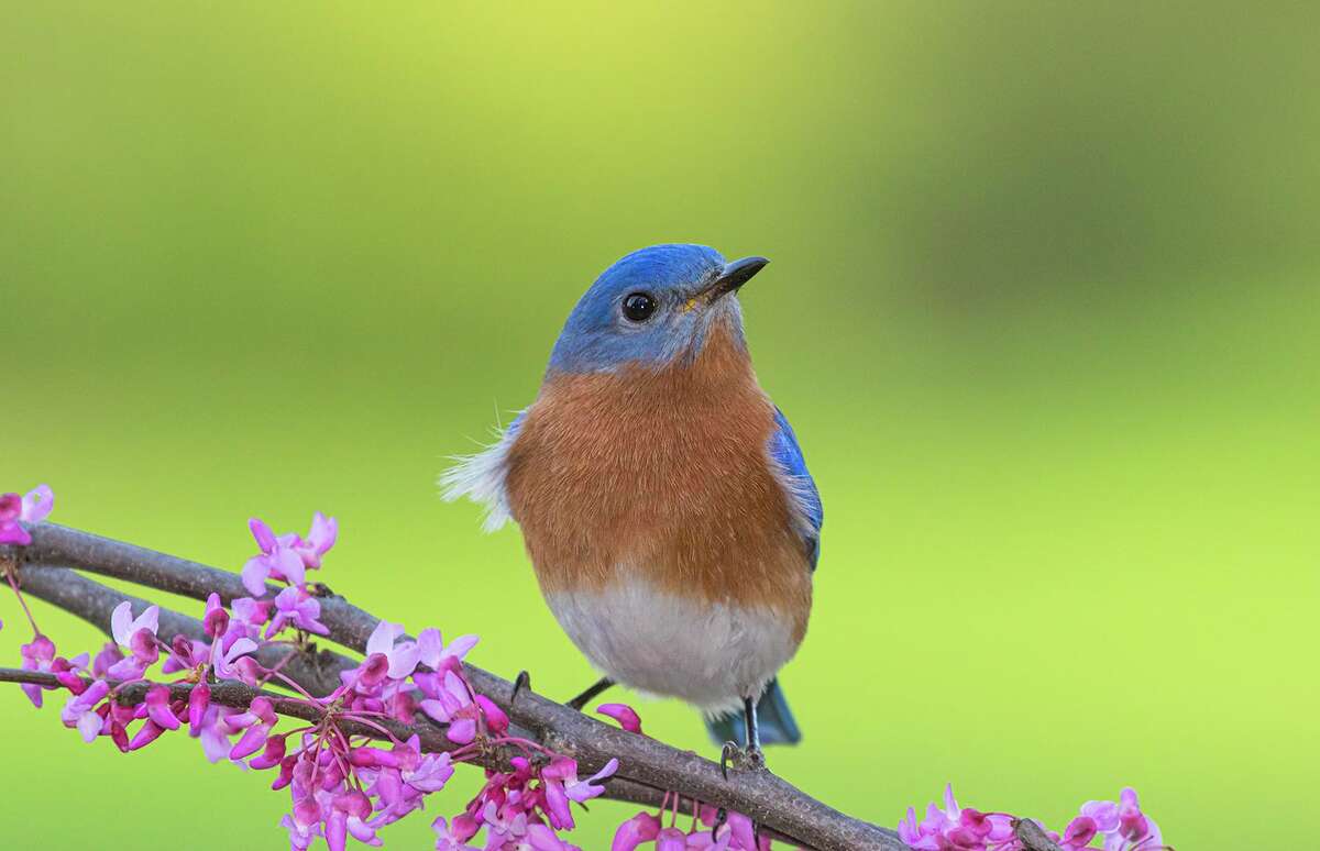 Happiness is a nest in the bluebird box in a Houston backyard