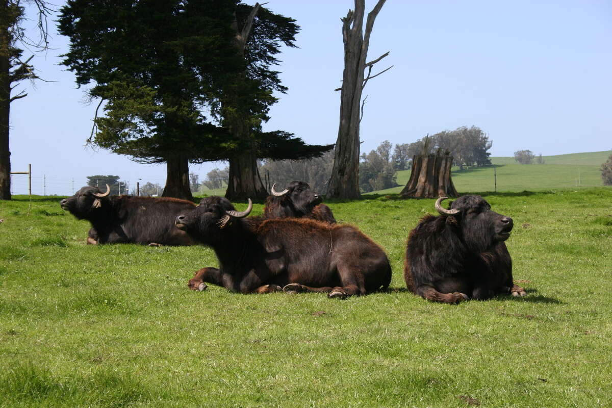 The Bay Area woman desperately trying to rehome 29 buffaloes