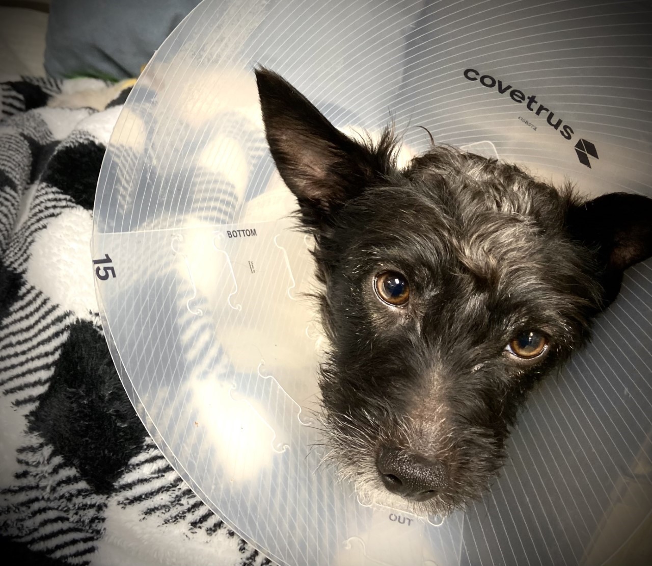 Manistee animal rescue raises $10K for injured dog