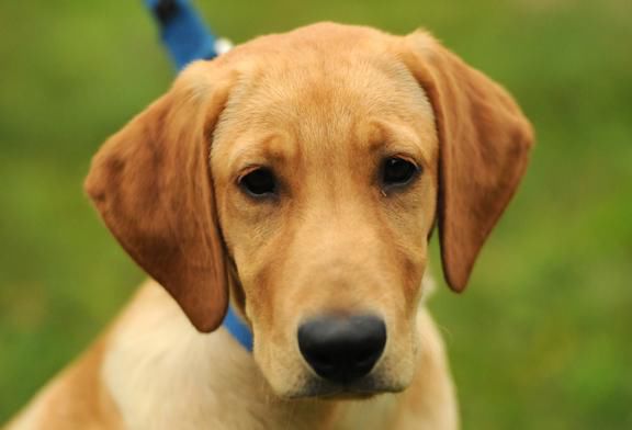Diabetes-sniffing dog is a lifeline for Madison teen