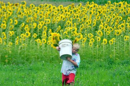 It's corn season at Auger farm;another world just a mile or two up the road