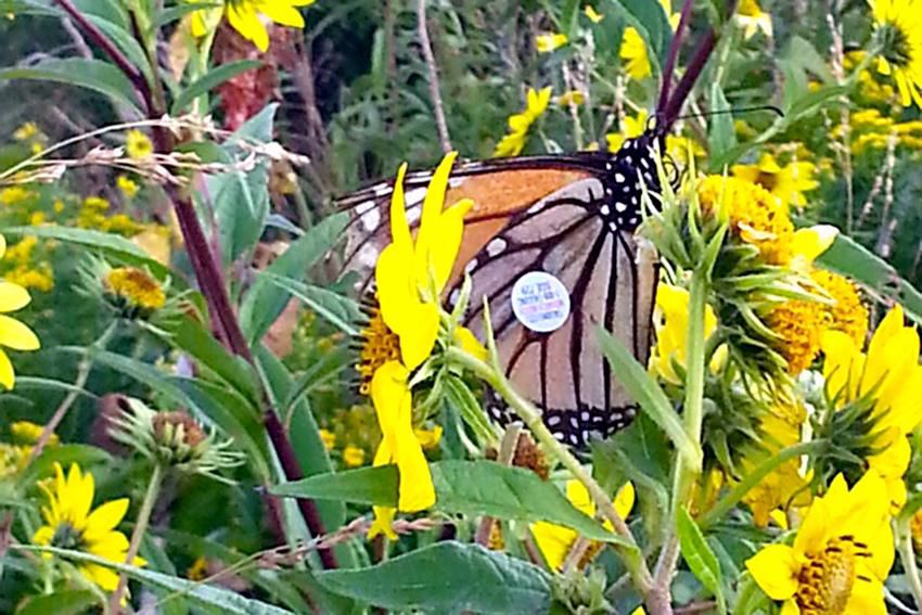 Where have all the Monarchs gone? Numbers down this year, experts say
