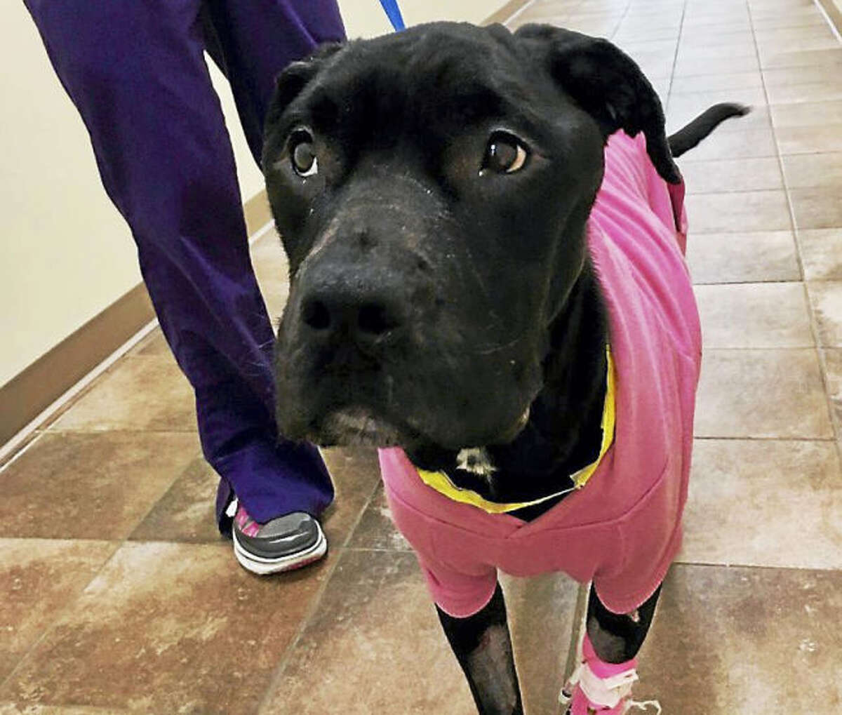 NEW PHOTOS/STORY: Following procedure in Branford, Hope, the emaciated ...