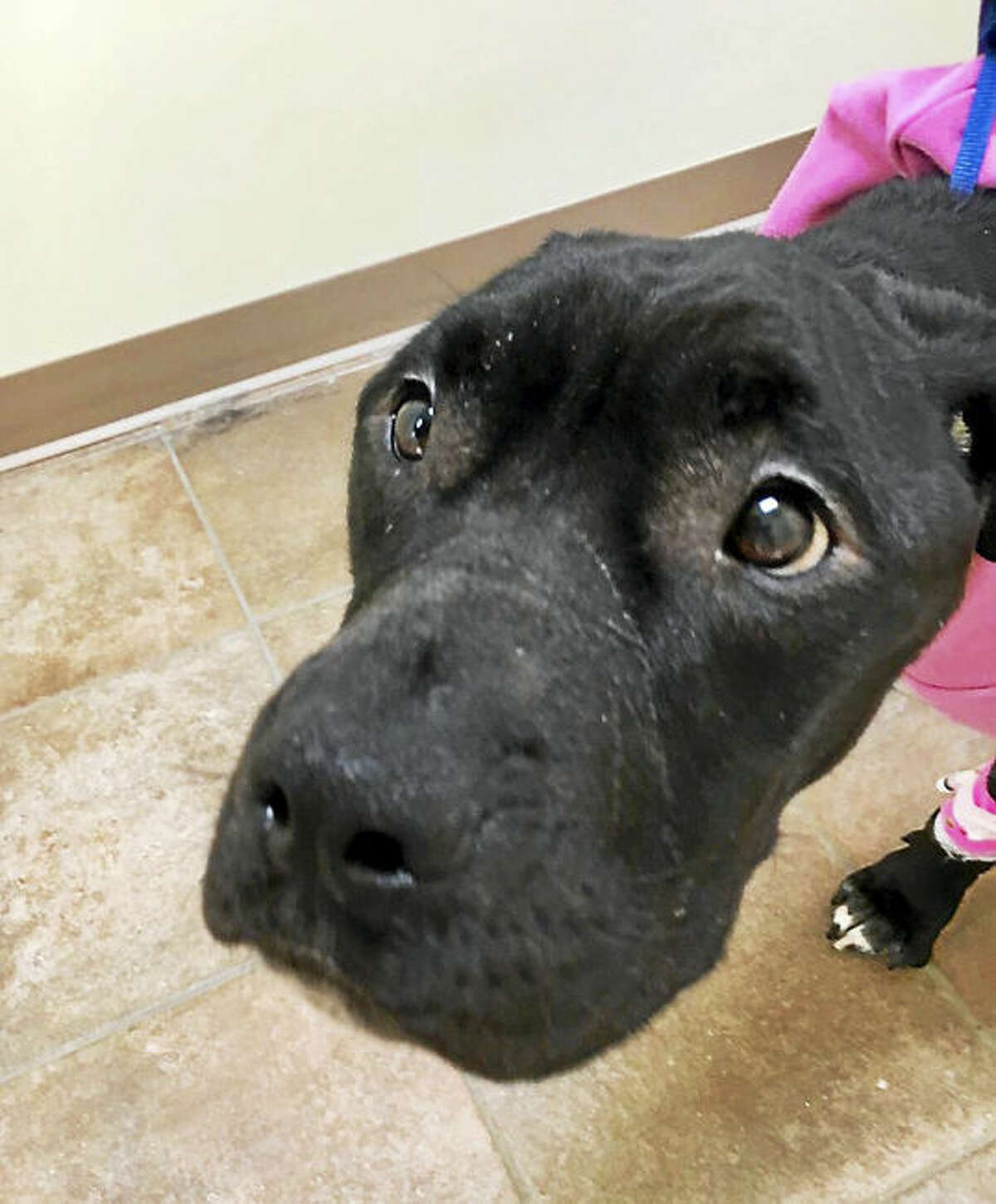 NEW PHOTOS/STORY: Following procedure in Branford, Hope, the emaciated ...