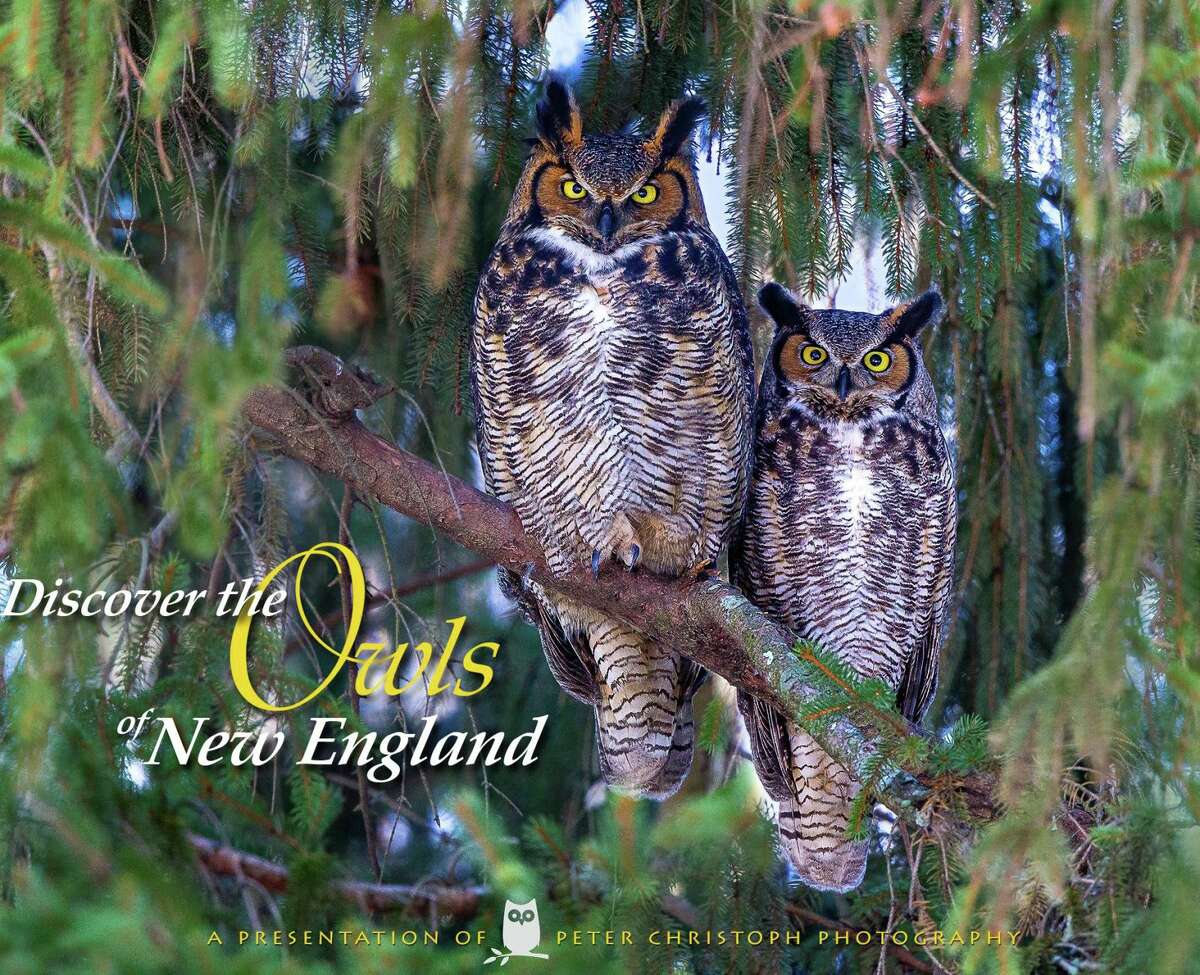 Owls Of New England