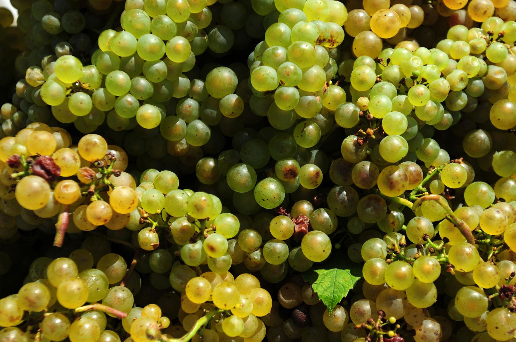 6 stops on the CT Wine Trail for summer, with safety protocols in place