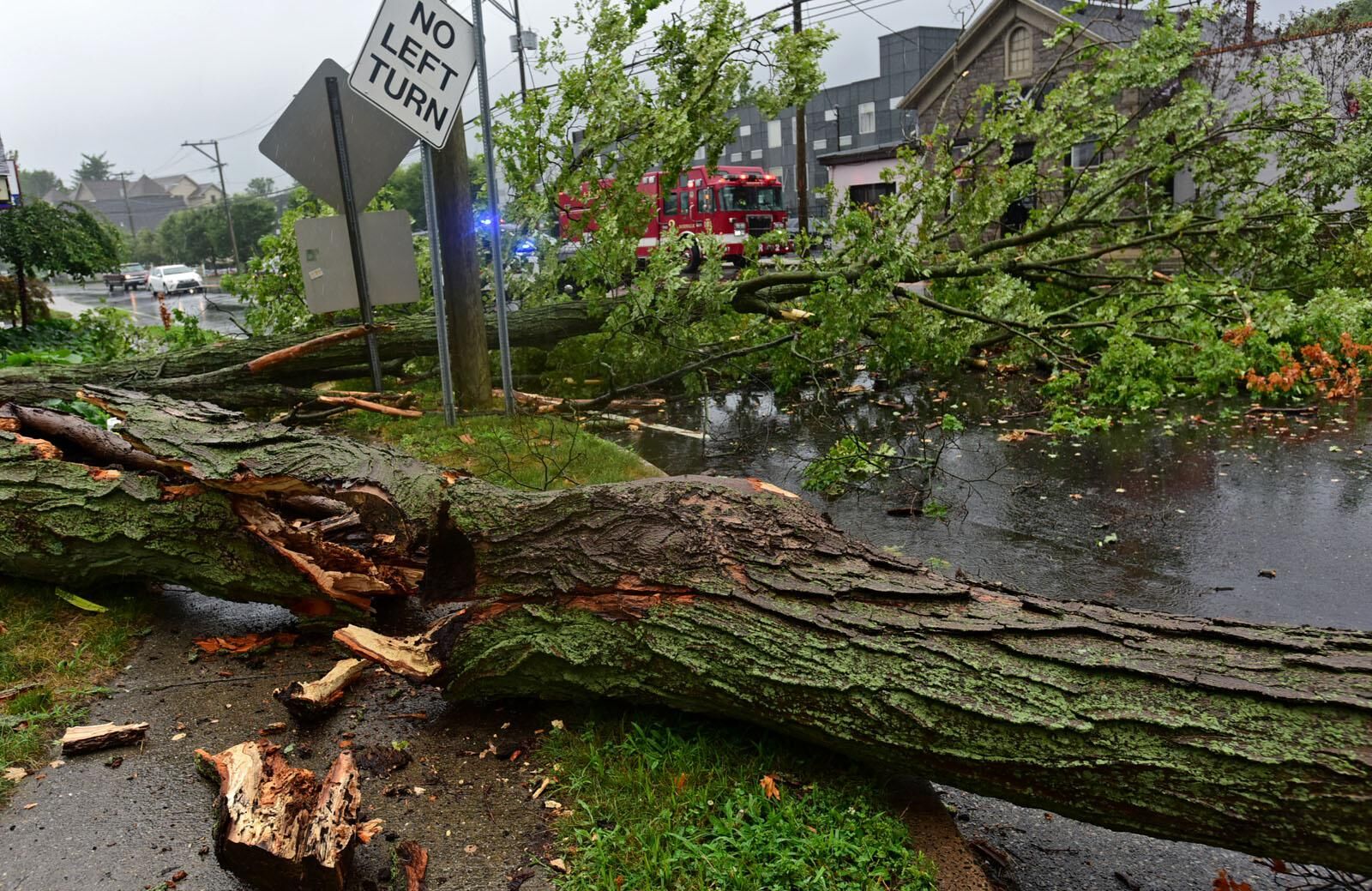 CT bill would shift tree damage liability to property owners