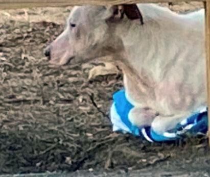 LAURA BURBAN: We in Conn. must keep helping 1M abandoned dogs in Texas