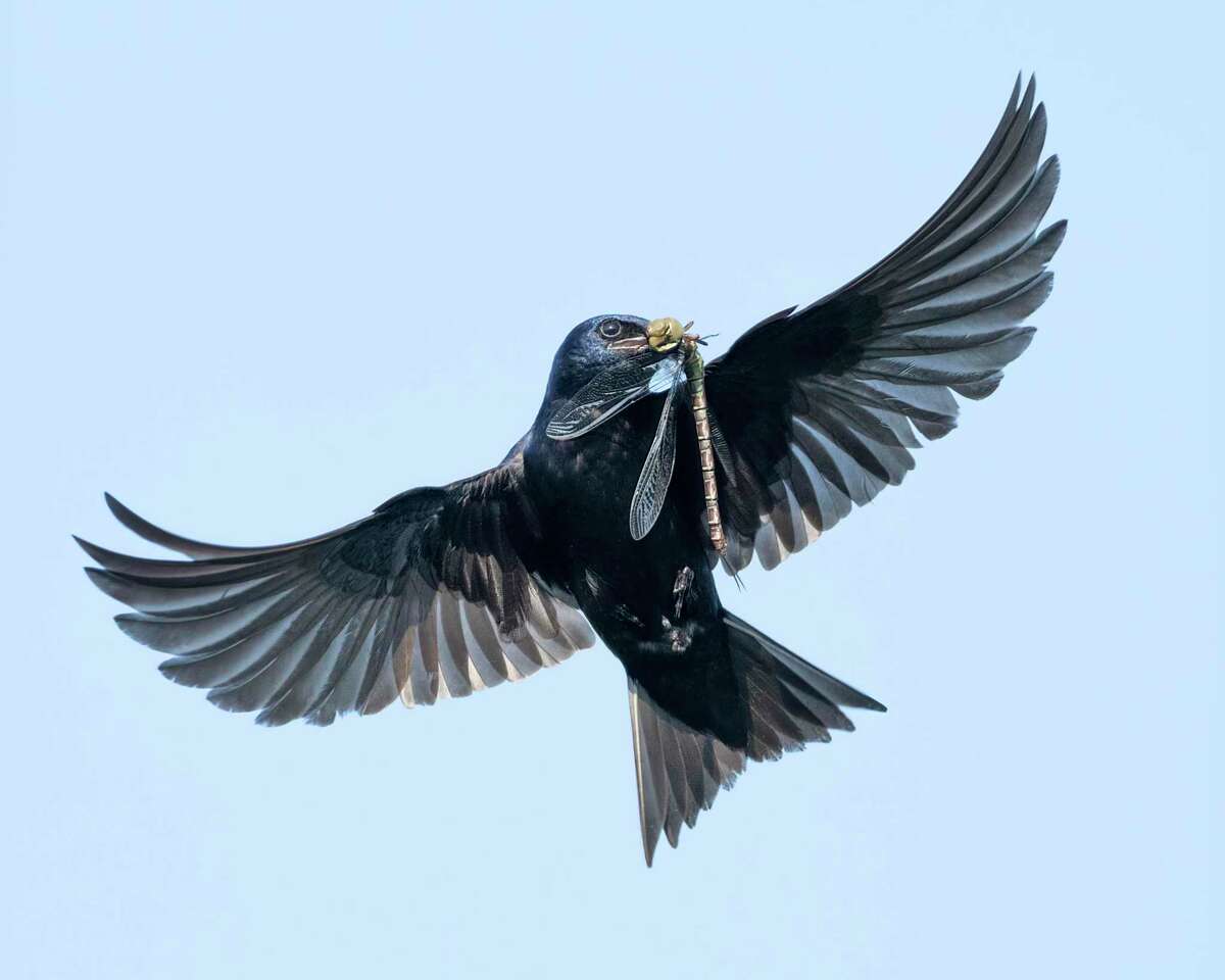 How to attract purple martins to your San Antonio yard, a guide