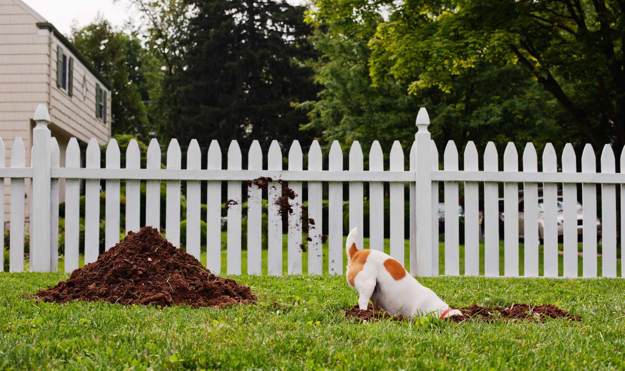 How to stop a dog from digging under a fence and escaping the yard