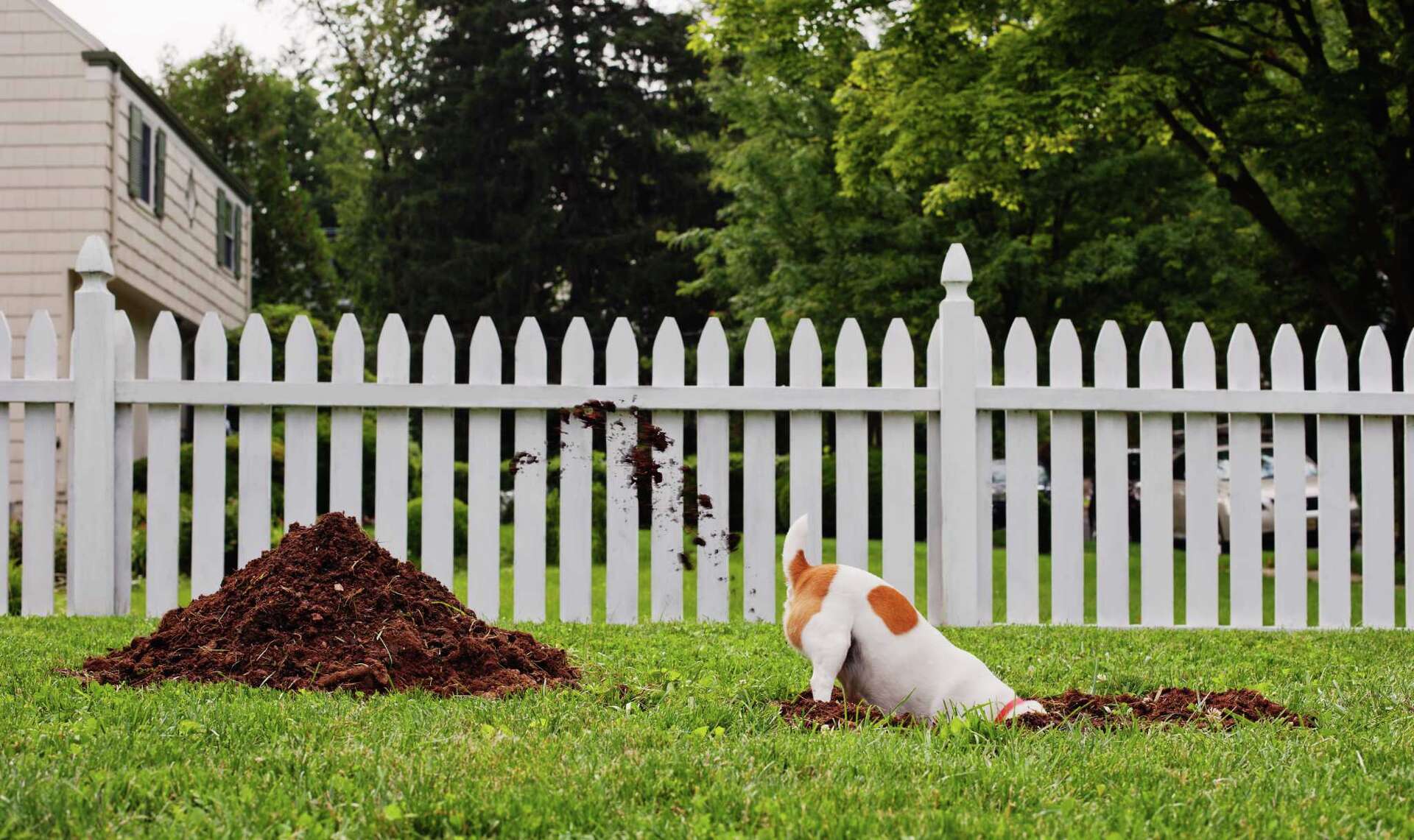 How to stop a dog from digging under a fence and escaping the yard