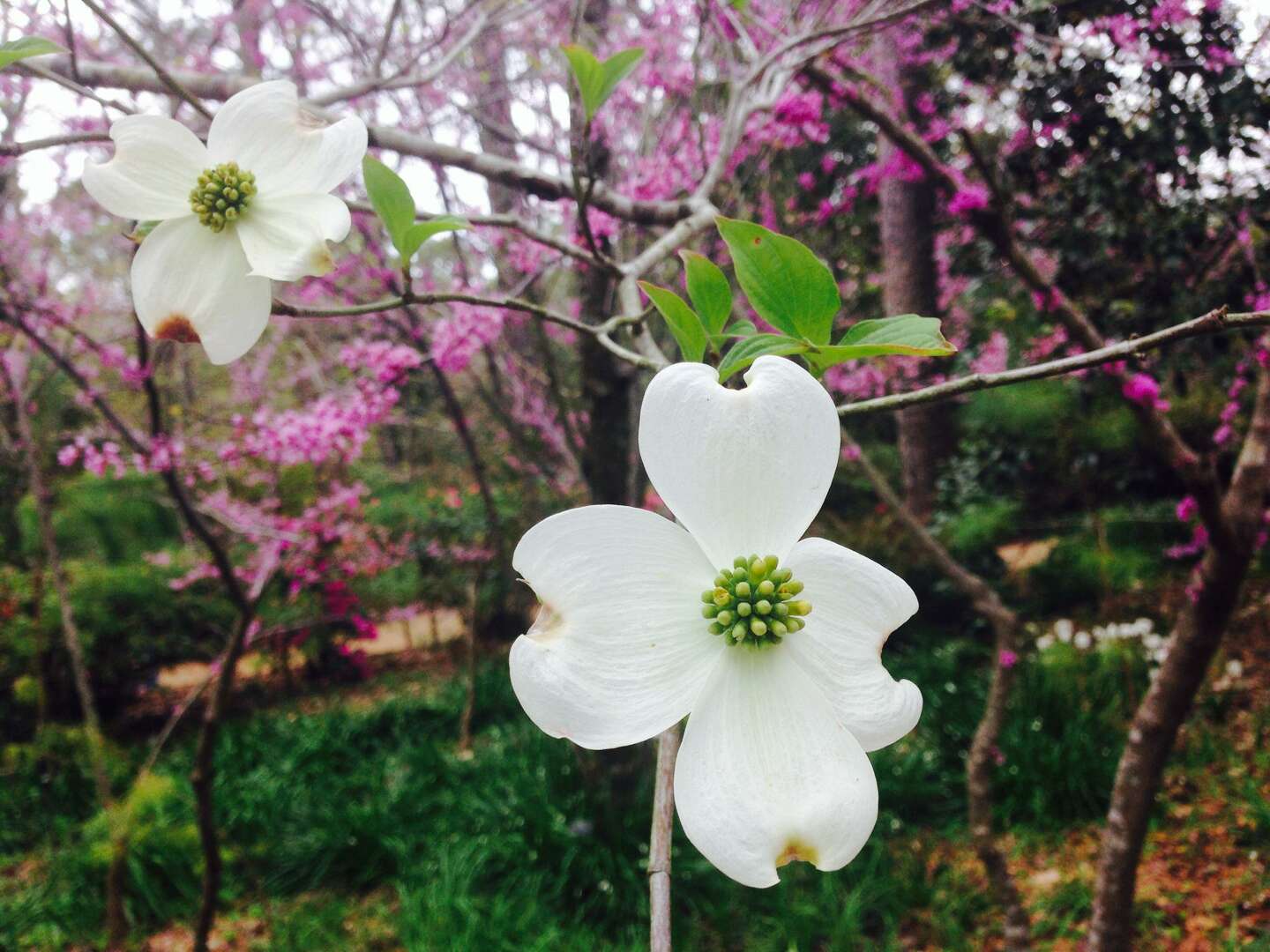 Your guide to 11 flowering trees found in Texas