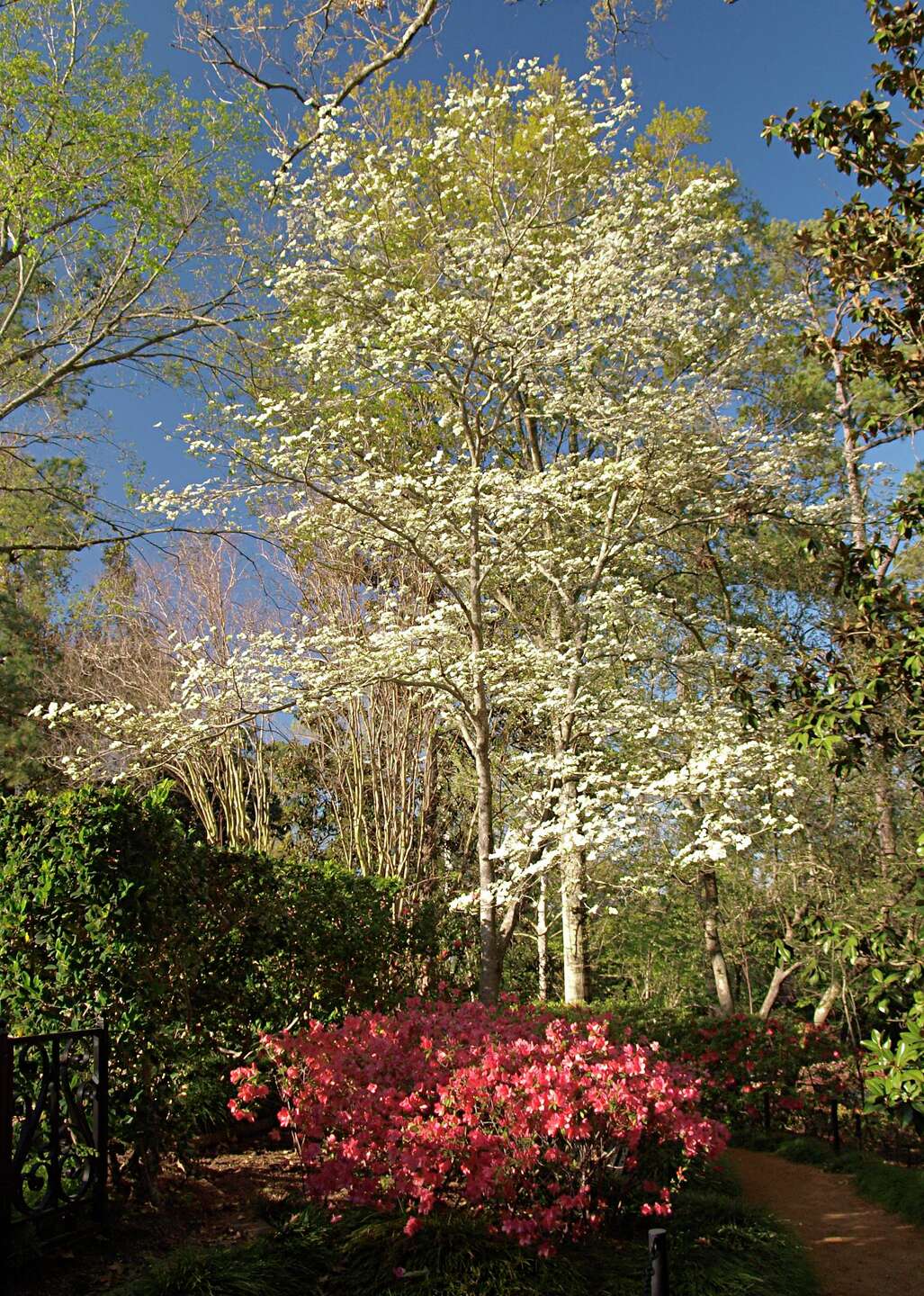 Your guide to 11 flowering trees found in Texas