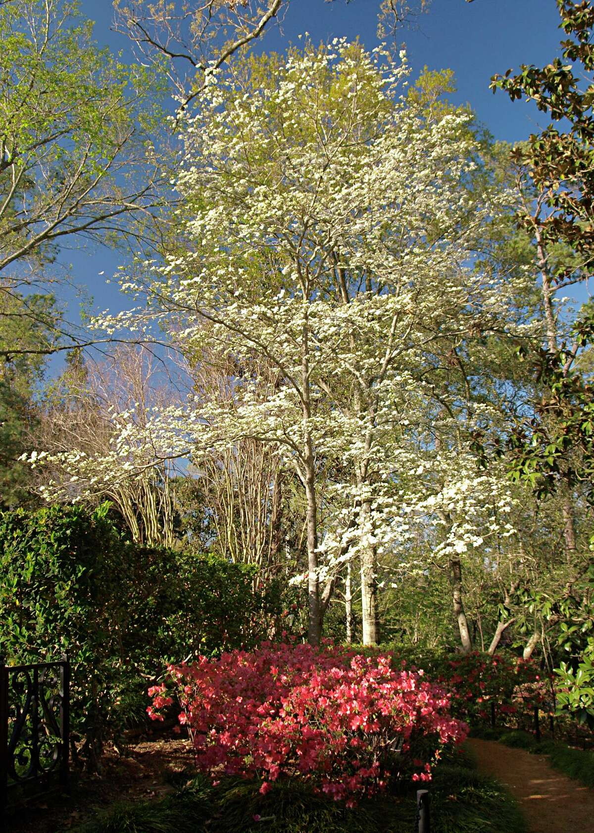 Japanese White Flowering Trees