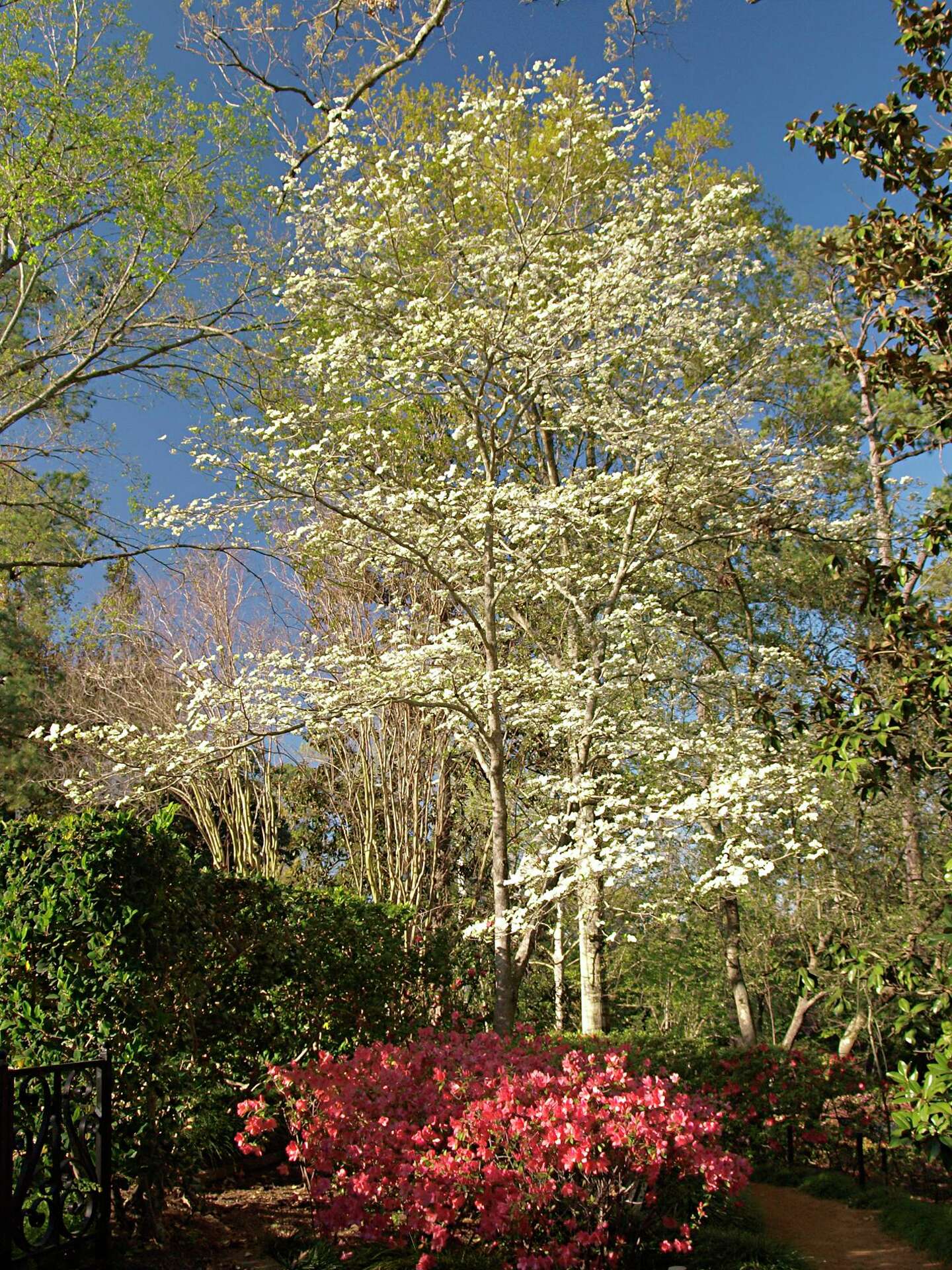 Your guide to 11 flowering trees found in Texas