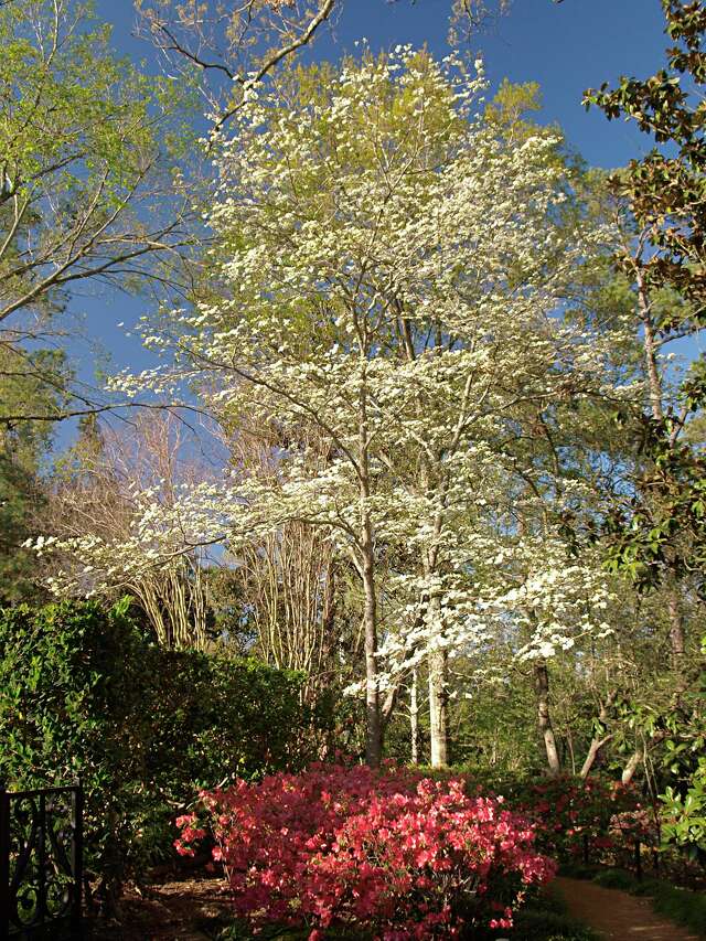 Your guide to 11 flowering trees found in Texas