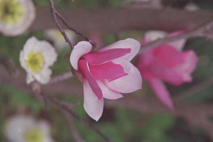 Your guide to 11 flowering trees found in Texas