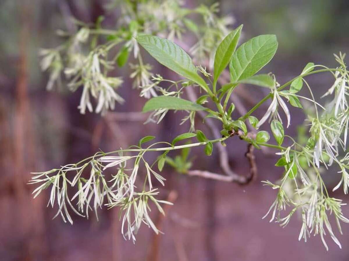 Your guide to 11 flowering trees found in Texas