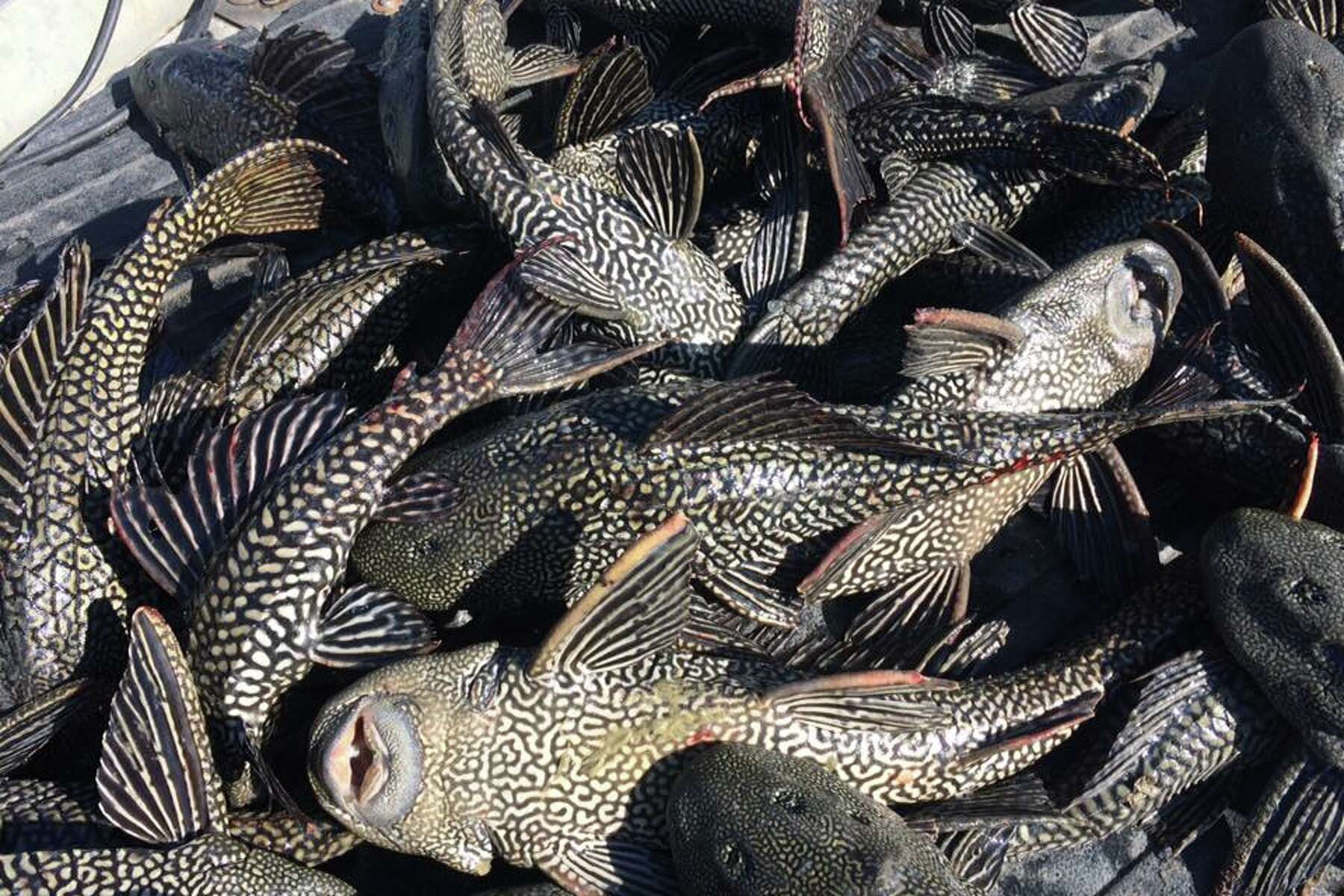 Invasive Species Fish