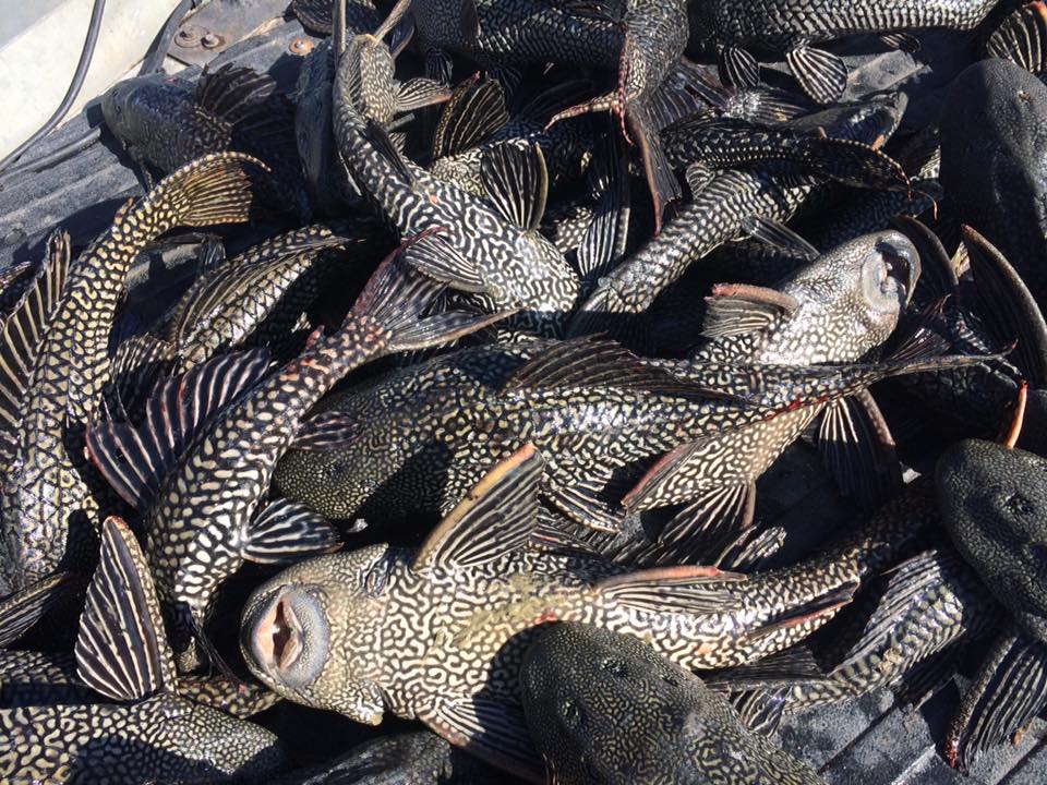 Dumping aquariums leads to devastating consequences for Texas waters