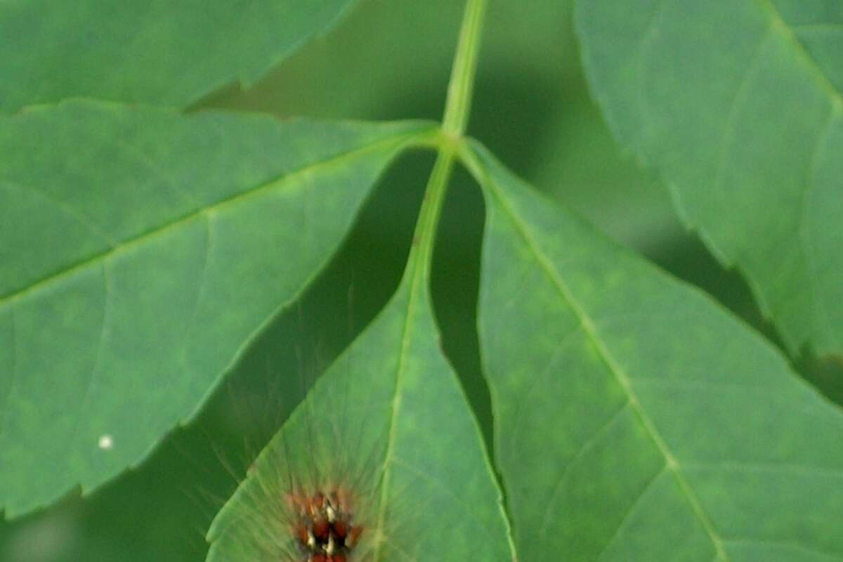 Michigan officials predict less spongy moths on trees this summer