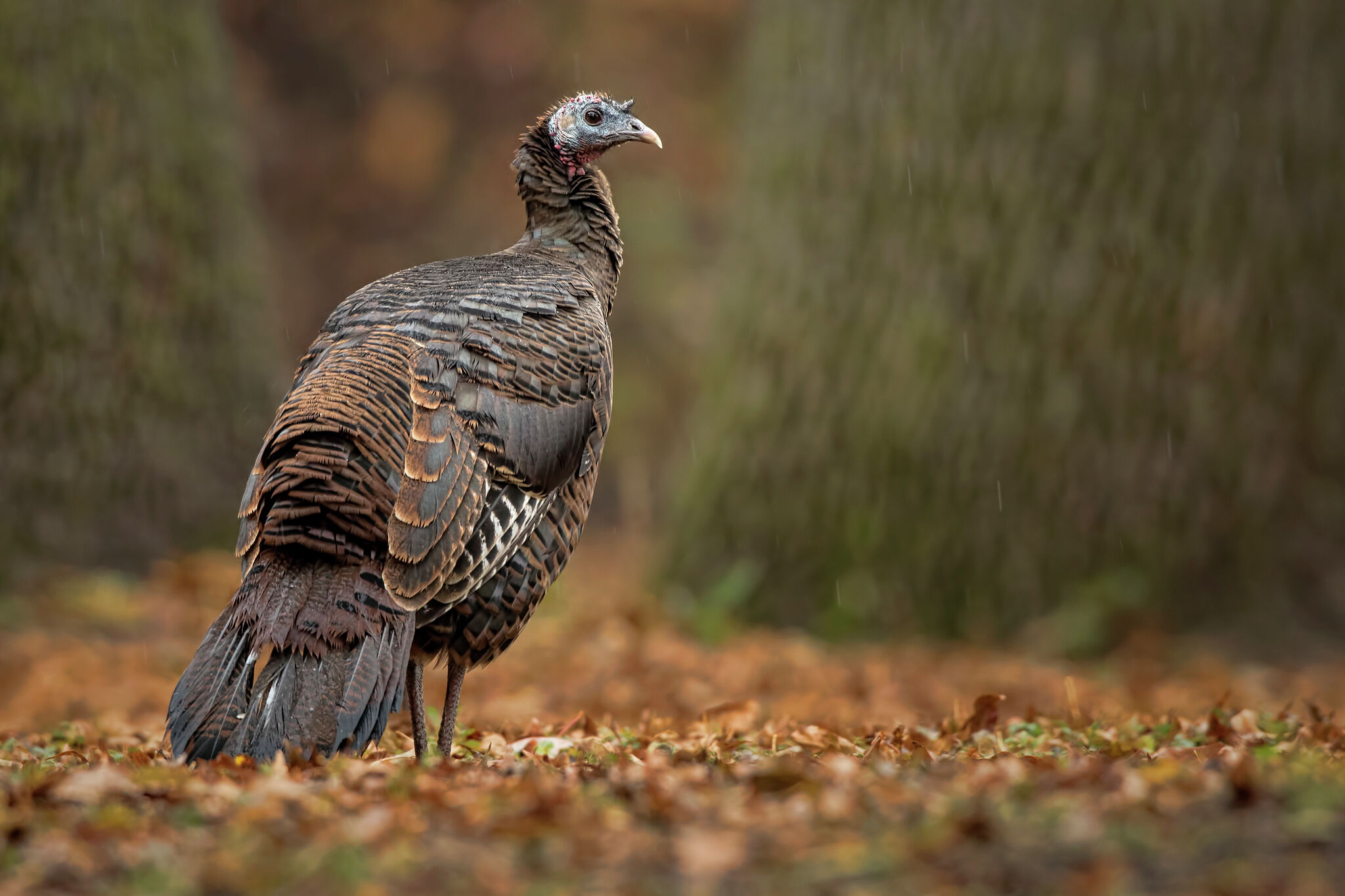 Wild turkey allegedly beaten to death by NorCal mail carrier