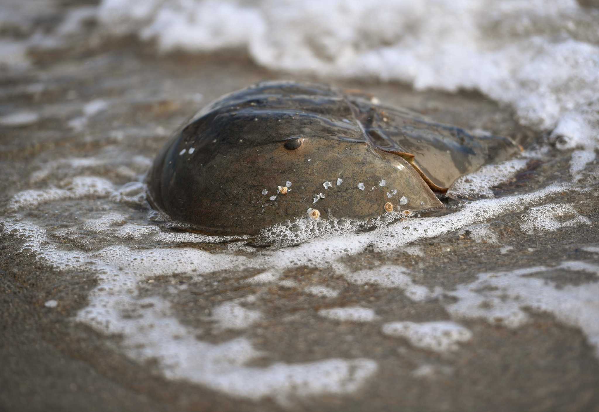 Opinion: Let’s ban the slaughter of horseshoe crabs