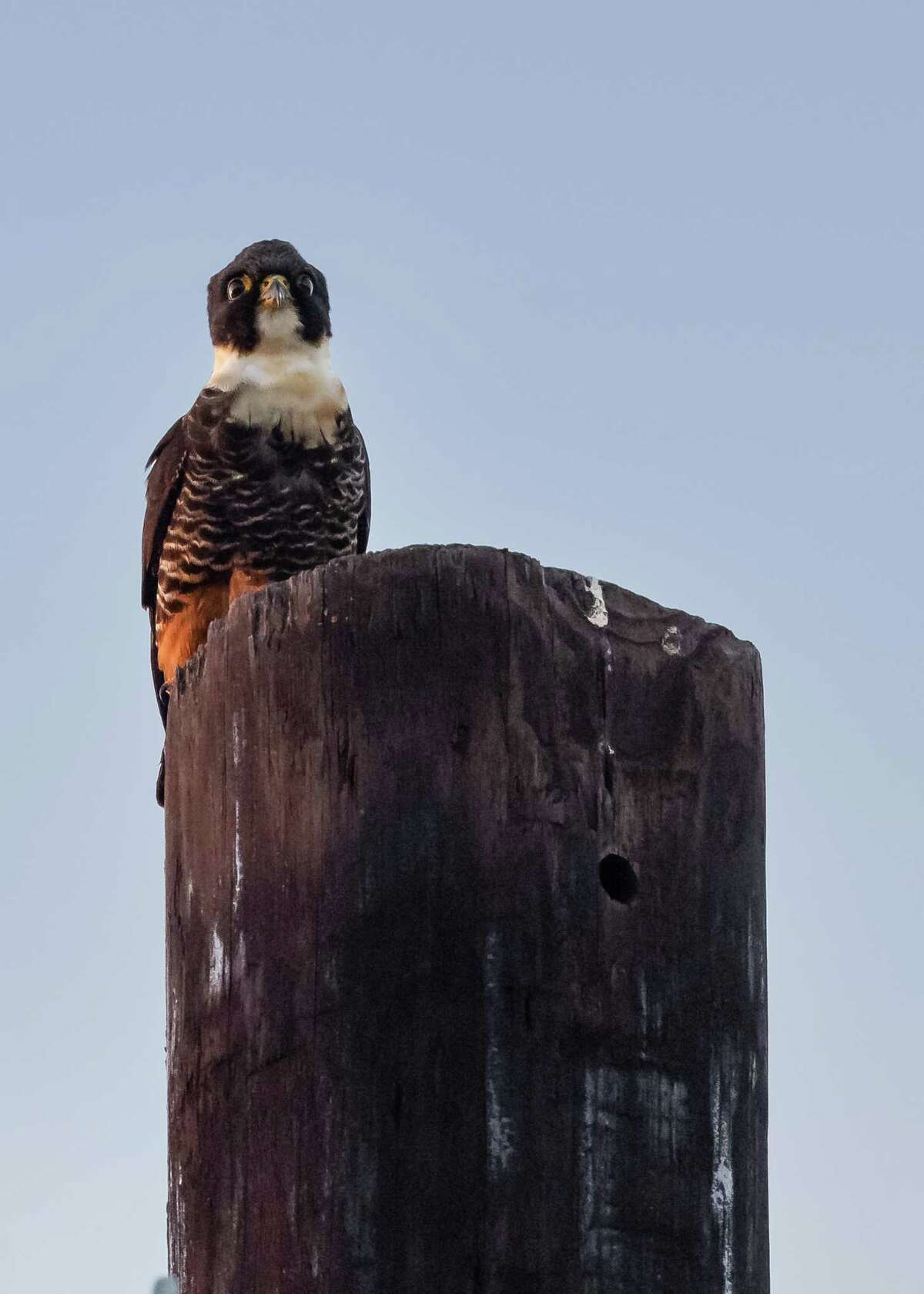 Spotting a bat falcon in Rio Grande Valley is one for the life list
