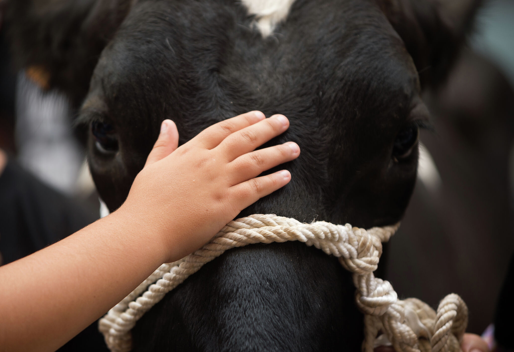 Hugging A Cow