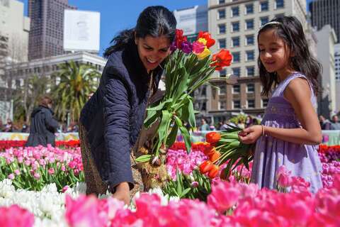 Free tulips draw thousands to S.F.’s Union Square