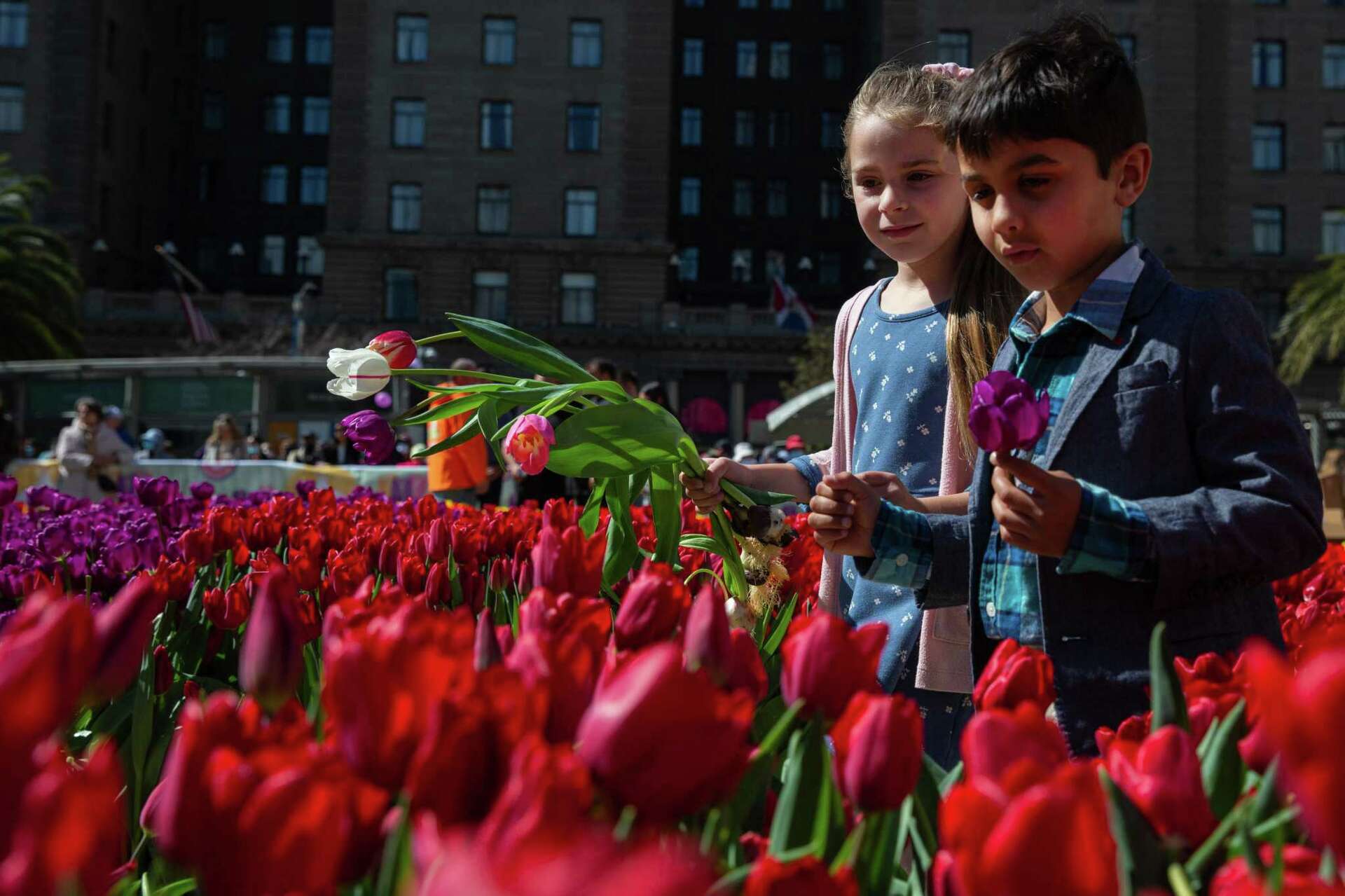 Free tulips draw thousands to S.F.’s Union Square