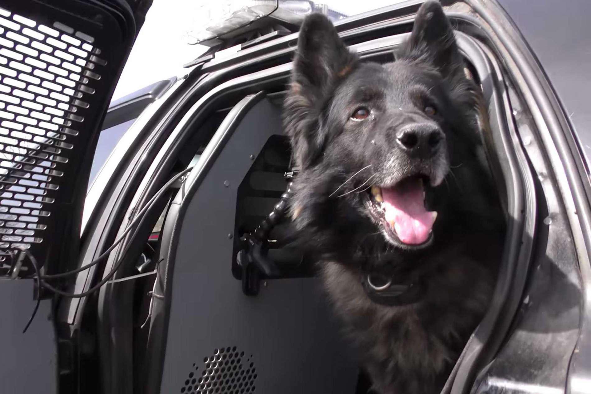 New Milford police mourn death of retired K-9 Drake