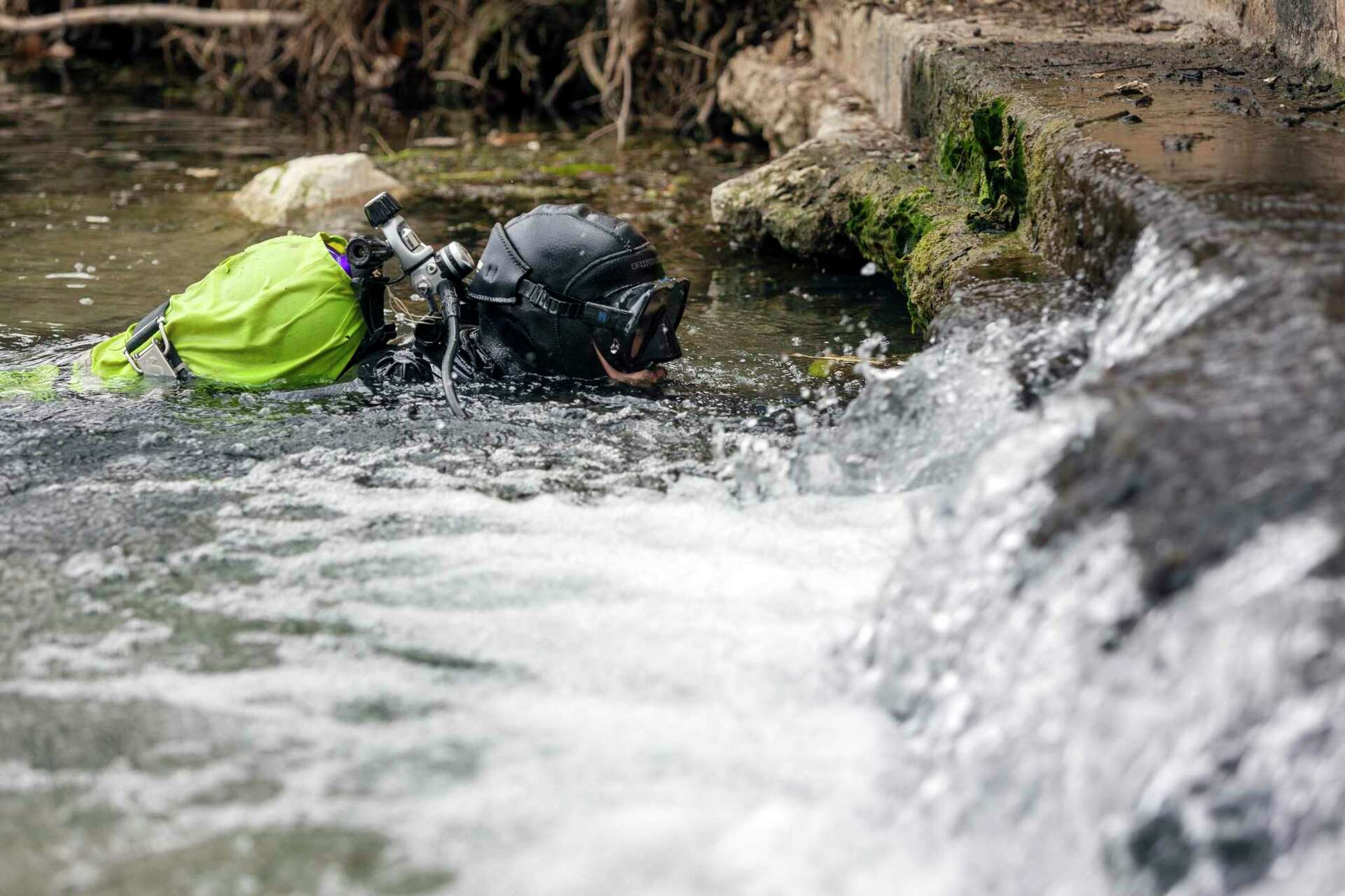 The gilled menace: San Marcos researchers try to stop invasive ...