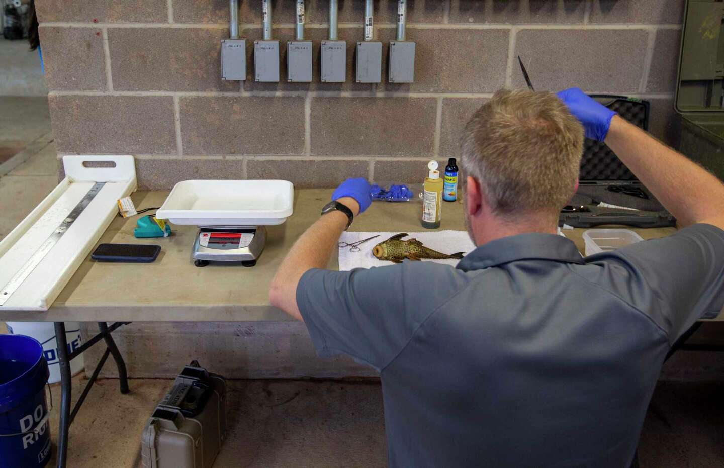 The gilled menace: San Marcos researchers try to stop invasive ...