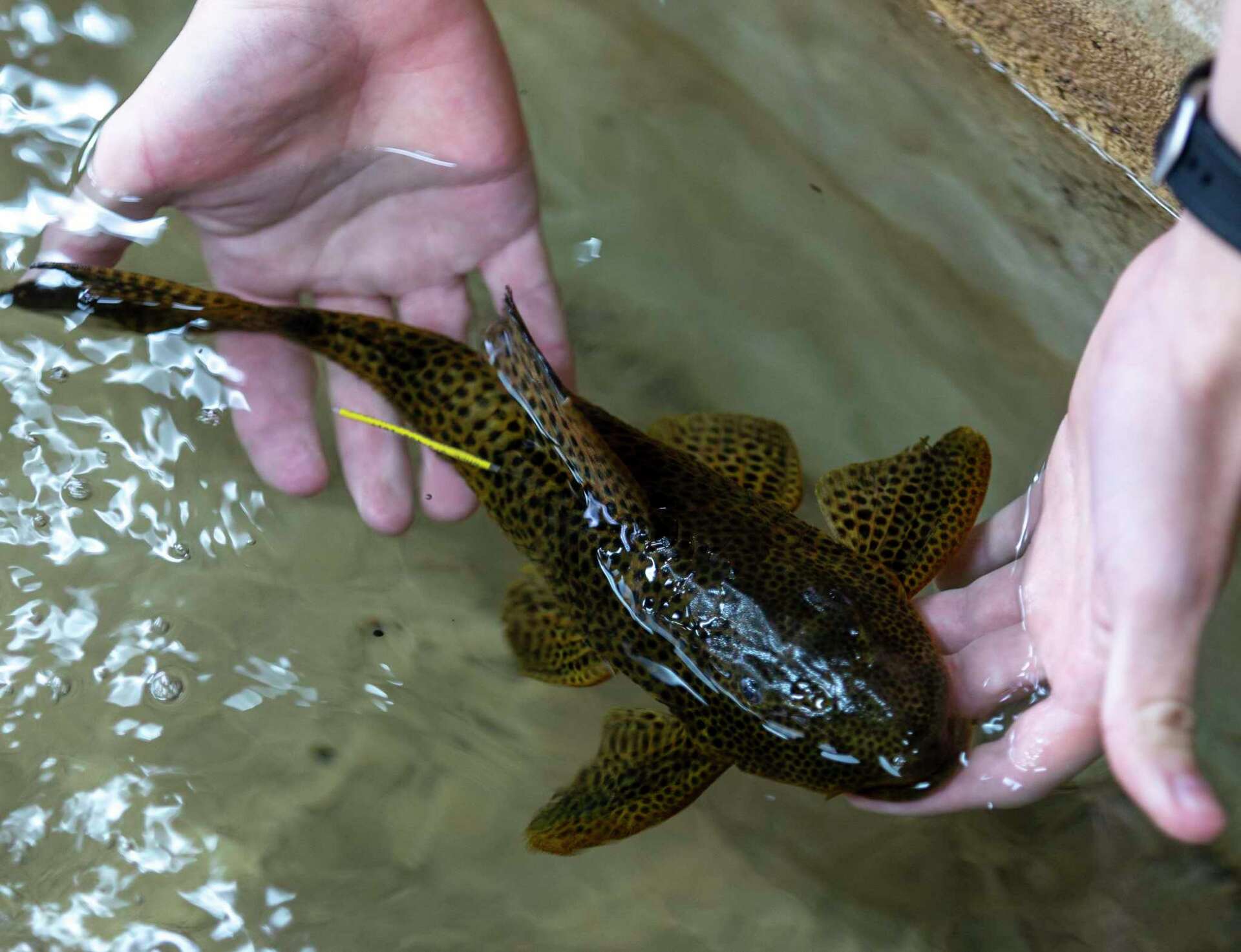 The gilled menace: San Marcos researchers try to stop invasive ...