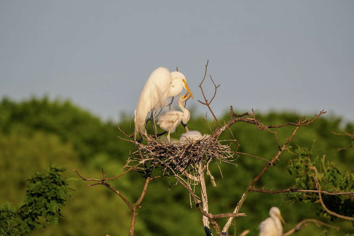 Watching Texas water birds at High Island is a 'show of shows' that you ...