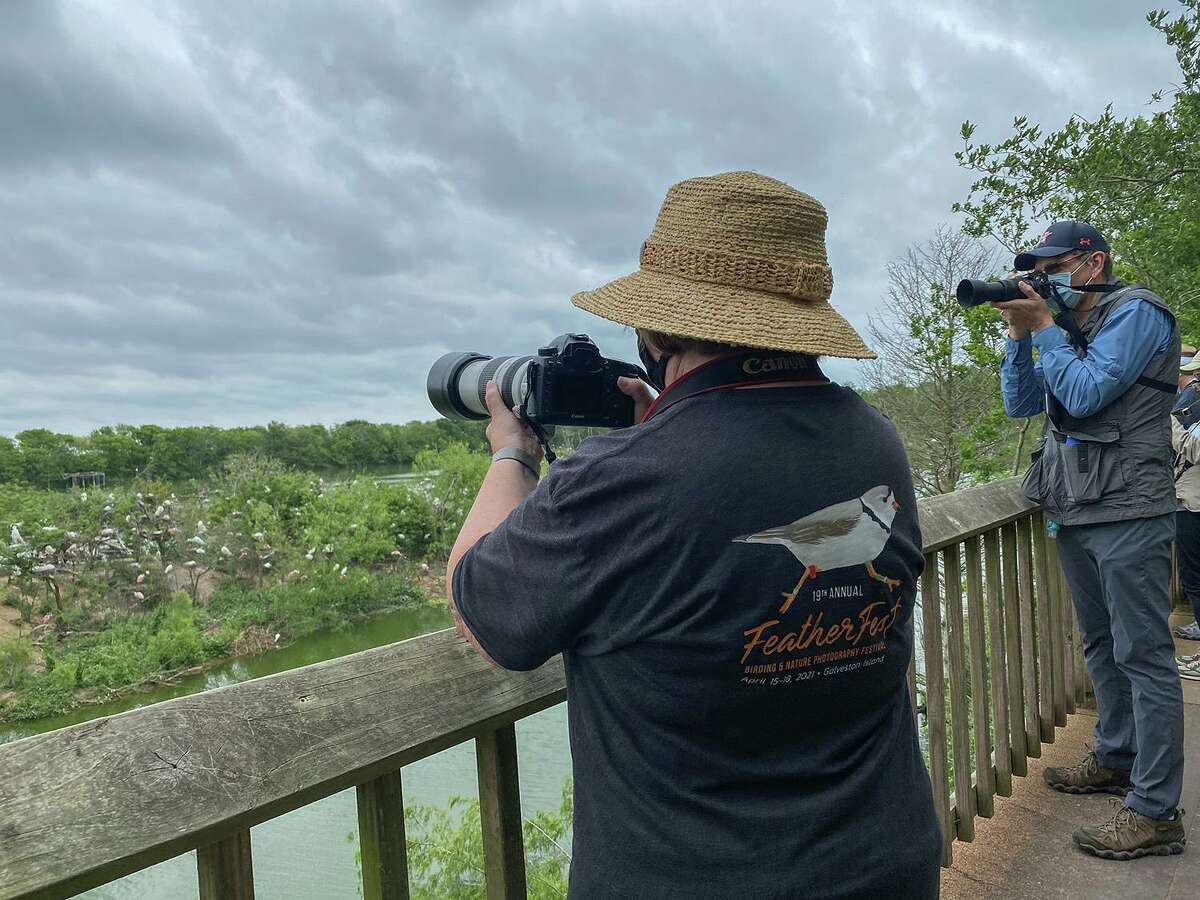 Watching Texas water birds at High Island is a 'show of shows' that you ...