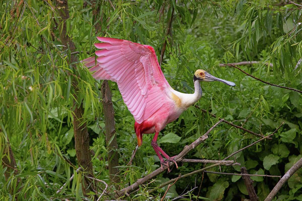 Watching Texas water birds at High Island is a 'show of shows' that you ...