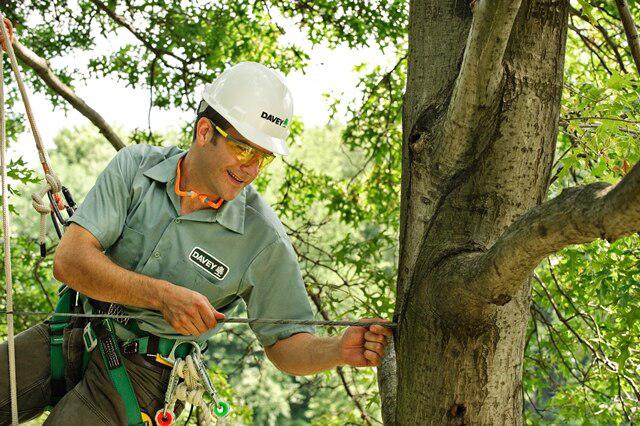 Get your trees inspected after winter, before hurricane season, says ...