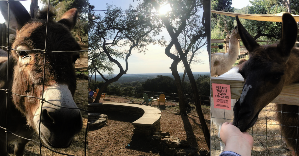 The Shady Llama offers wild scenic views with furry friends
