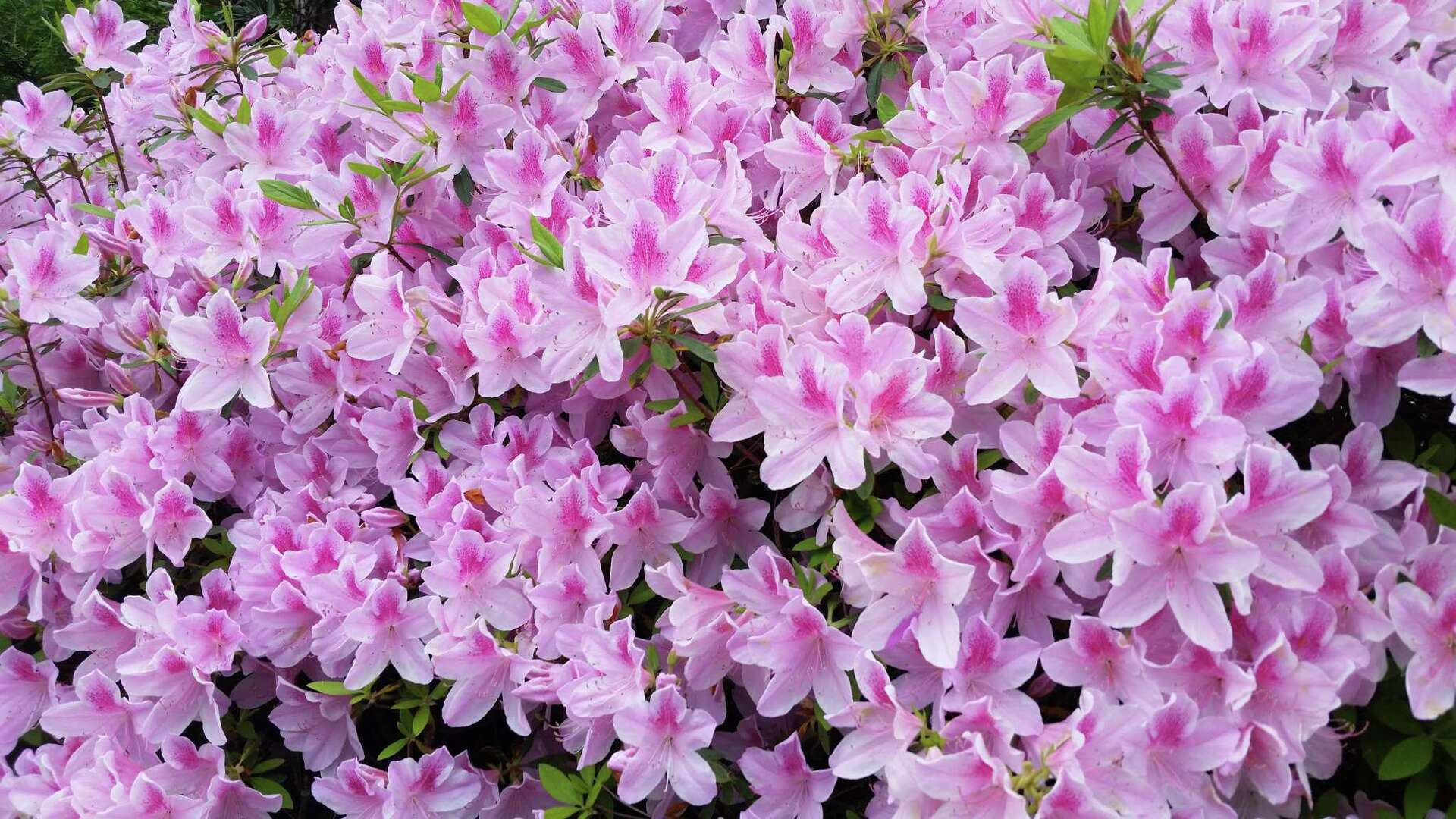 Here’s your guide to growing azaleas in the Houston area
