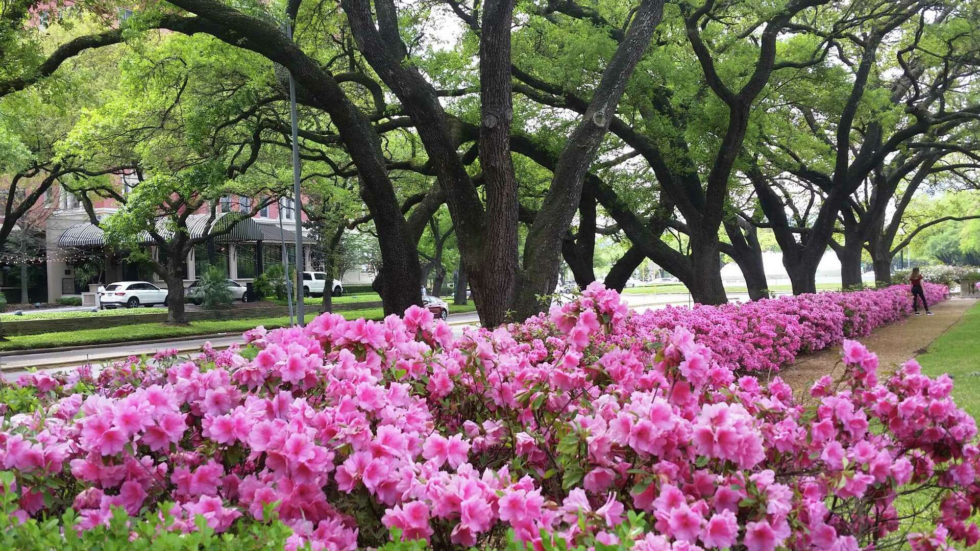 Here’s your guide to growing azaleas in the Houston area
