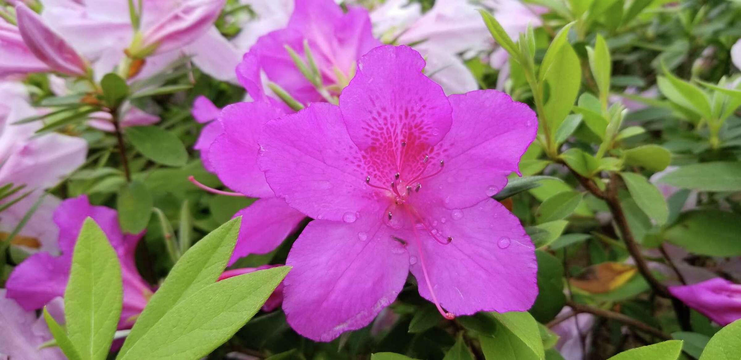 Here’s your guide to growing azaleas in the Houston area