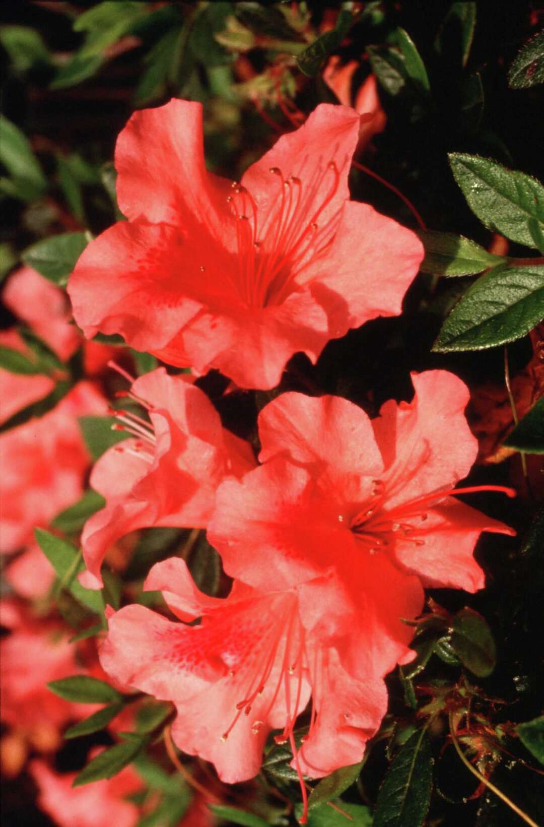 Here’s your guide to growing azaleas in the Houston area
