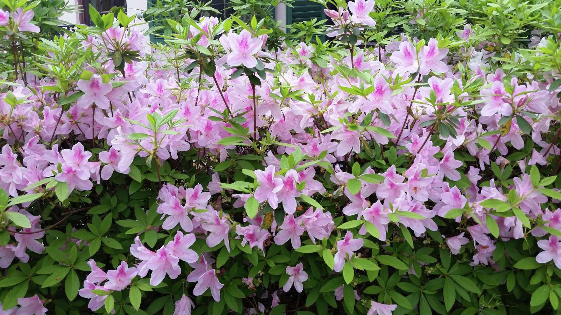 Here’s your guide to growing azaleas in the Houston area