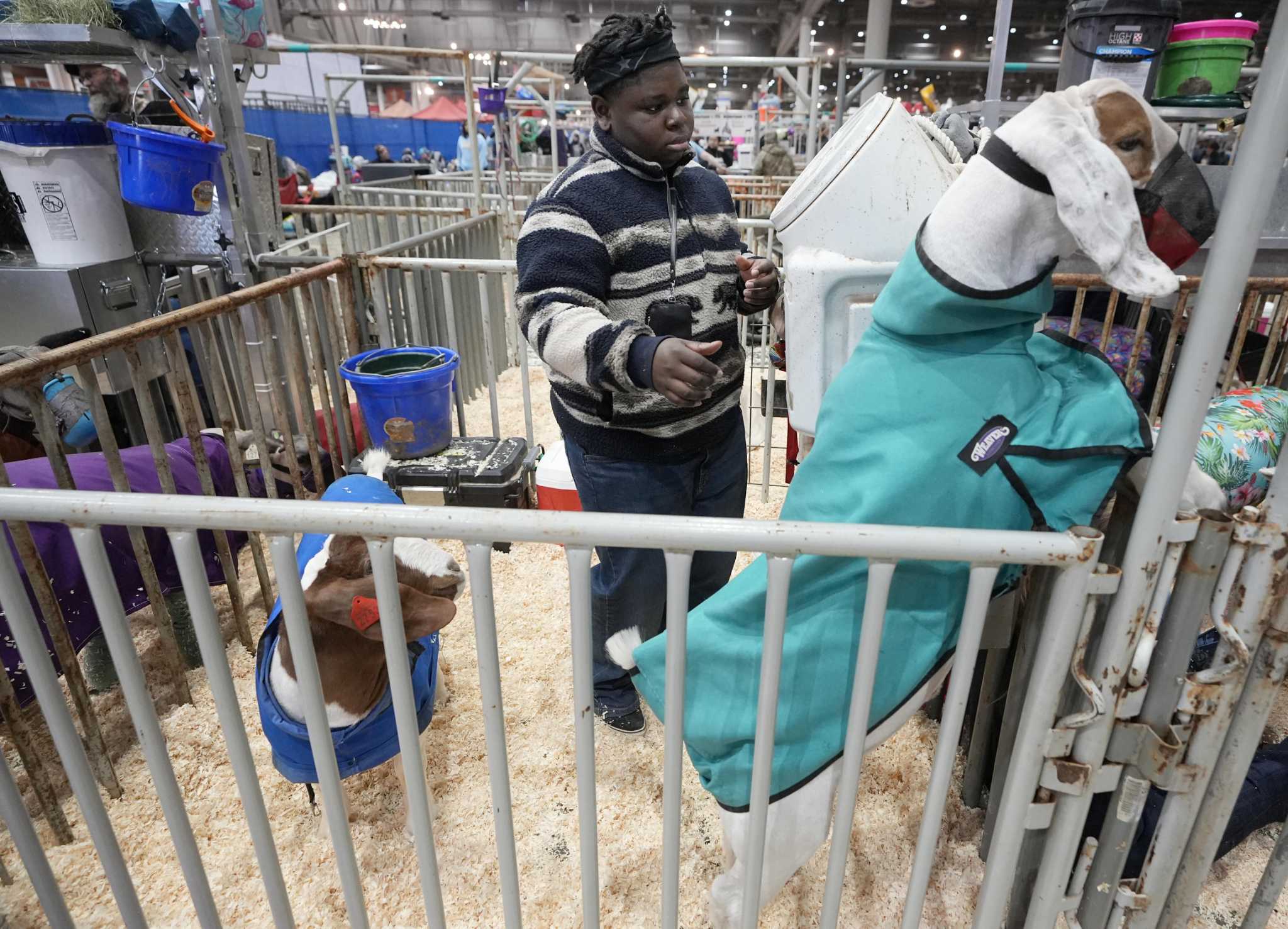 It's a goat- and lamb-filled reunion at the Houston Rodeo as kids from ...
