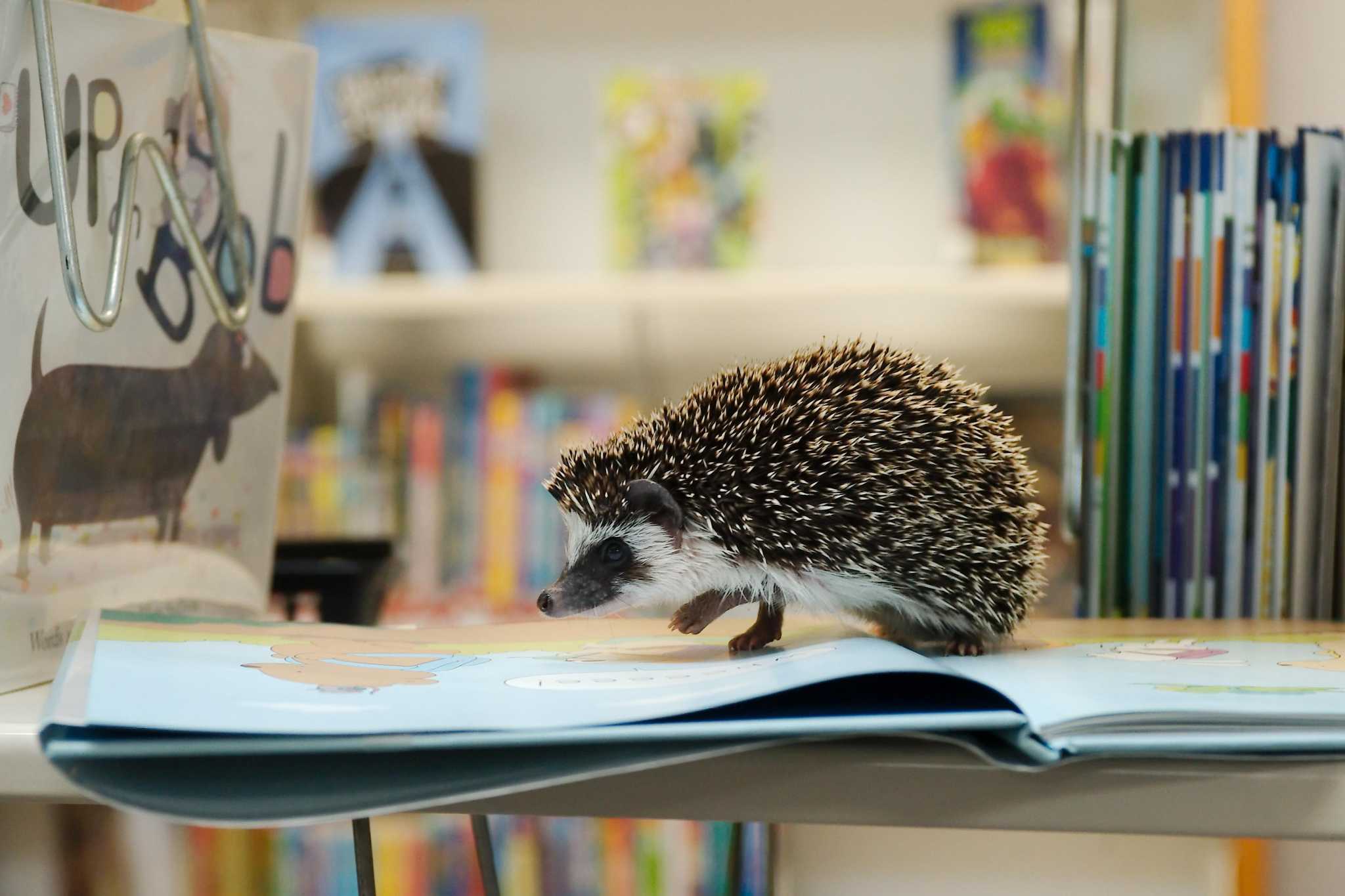 Tiny, prickly mascot helping boost awareness of Manvel library