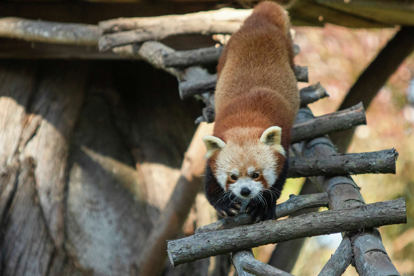 One of the most cherished, popular animals at San Francisco Zoo dies